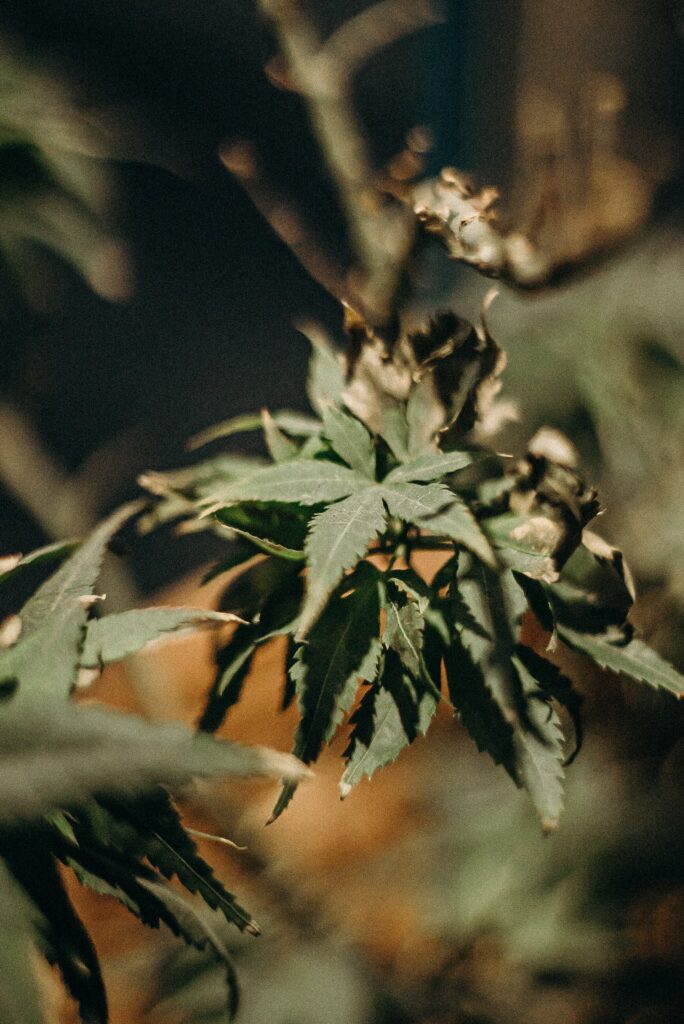 Is cannabis legal in Philippines? - 2025 Laws and Regulations
