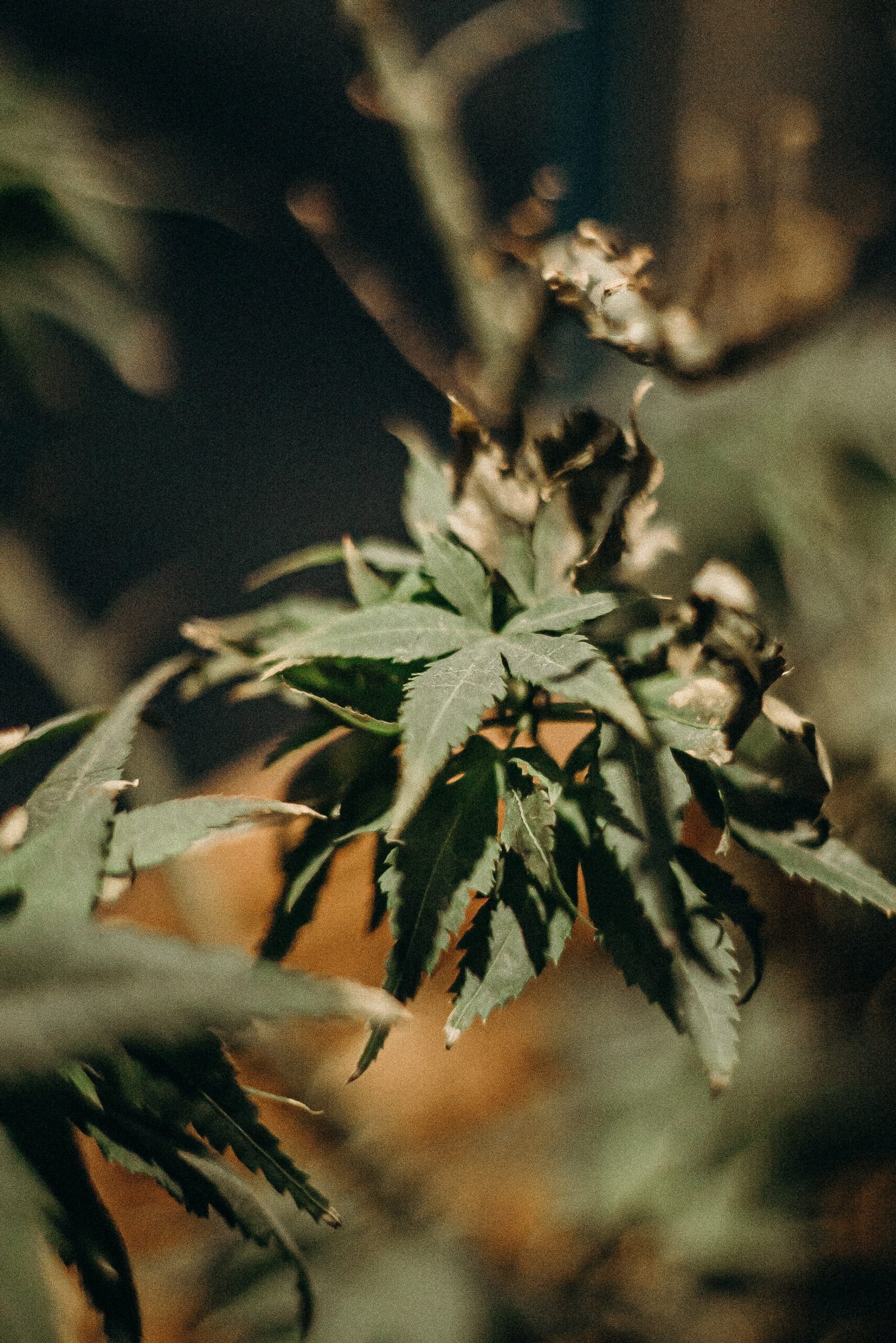 Is cannabis legal in Philippines? - 2025 Laws and Regulations