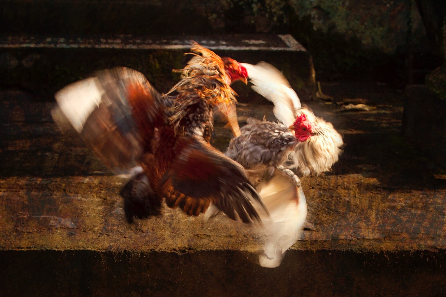 Cockfighting: A Historical Perspective - LegalityLens.com