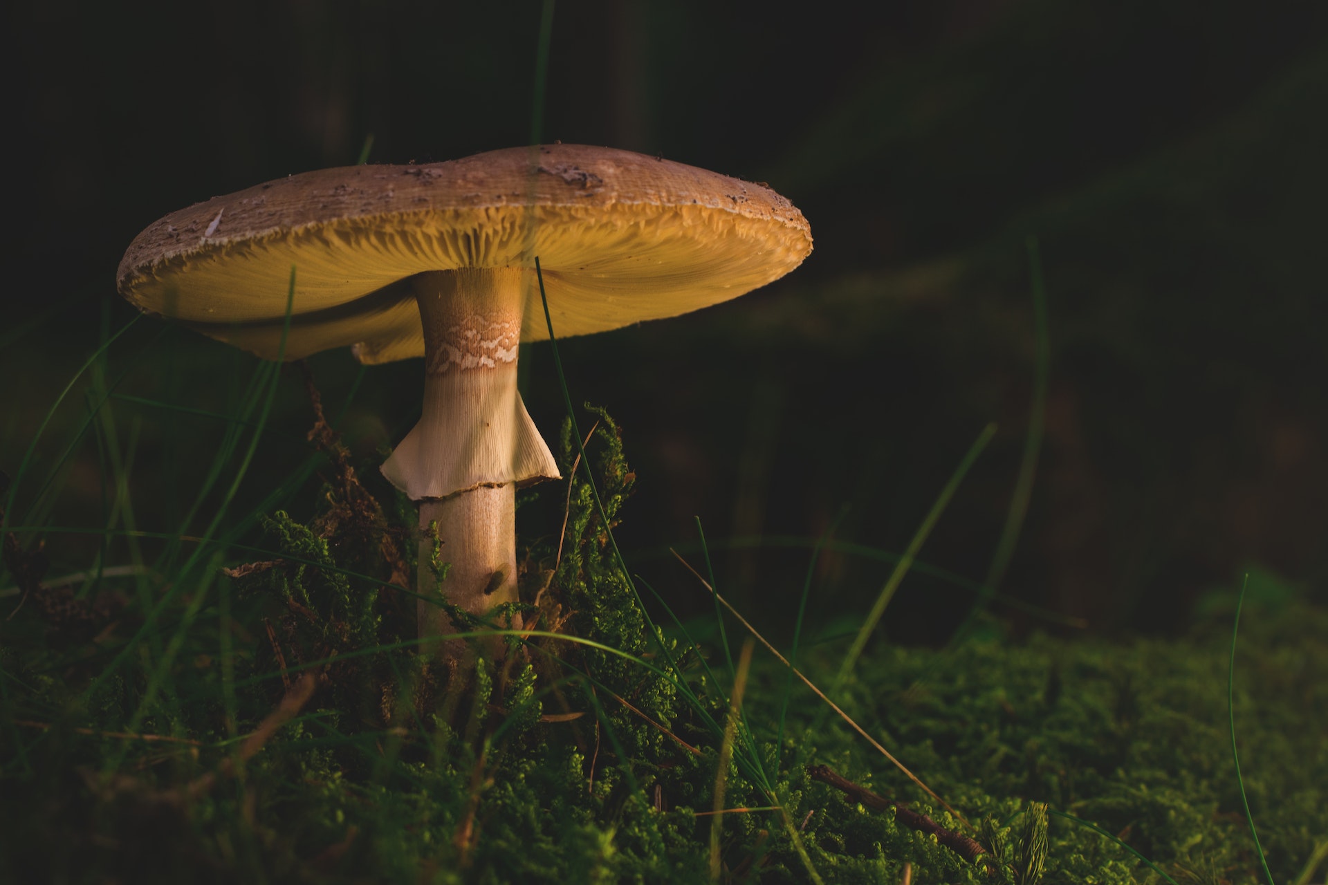 What is the legality of psilocybin in Pakistan? - 2025 Laws and Regulations