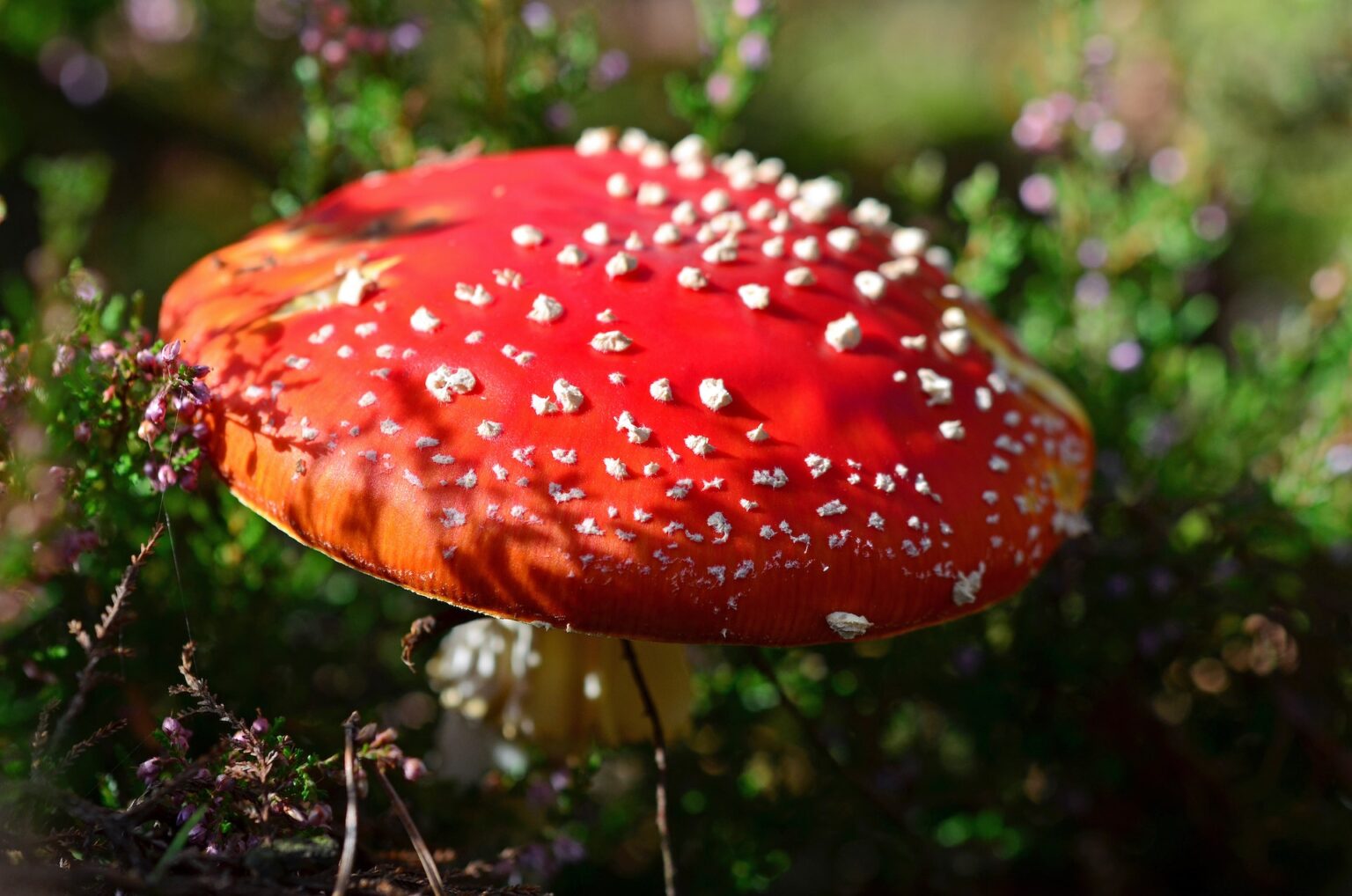 What Is The Legality Of Psilocybin In Missouri United States Laws what-is-the-legality-of-psilocybin-in-missouri-united-states-laws