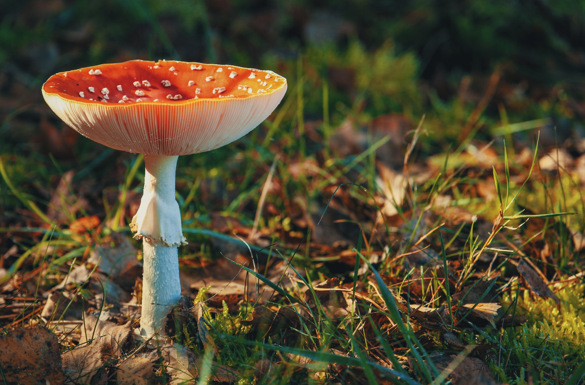 What is the legality of psilocybin in India? - 2025 Laws and Regulations
